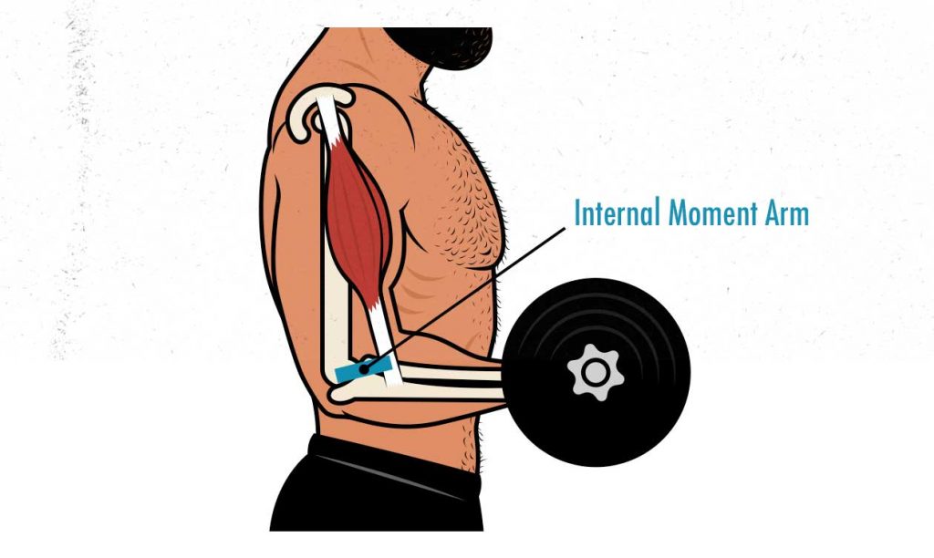 How Resistance Curves Affect Muscle Growth