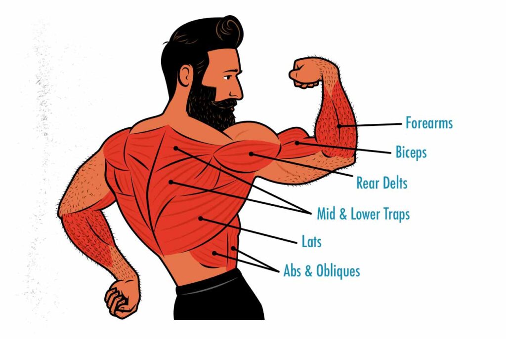 Lat Pulldown Alternatives: How to Train Your Lats With Free Weights