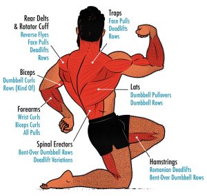 The Best Dumbbell Back Exercises & Workout