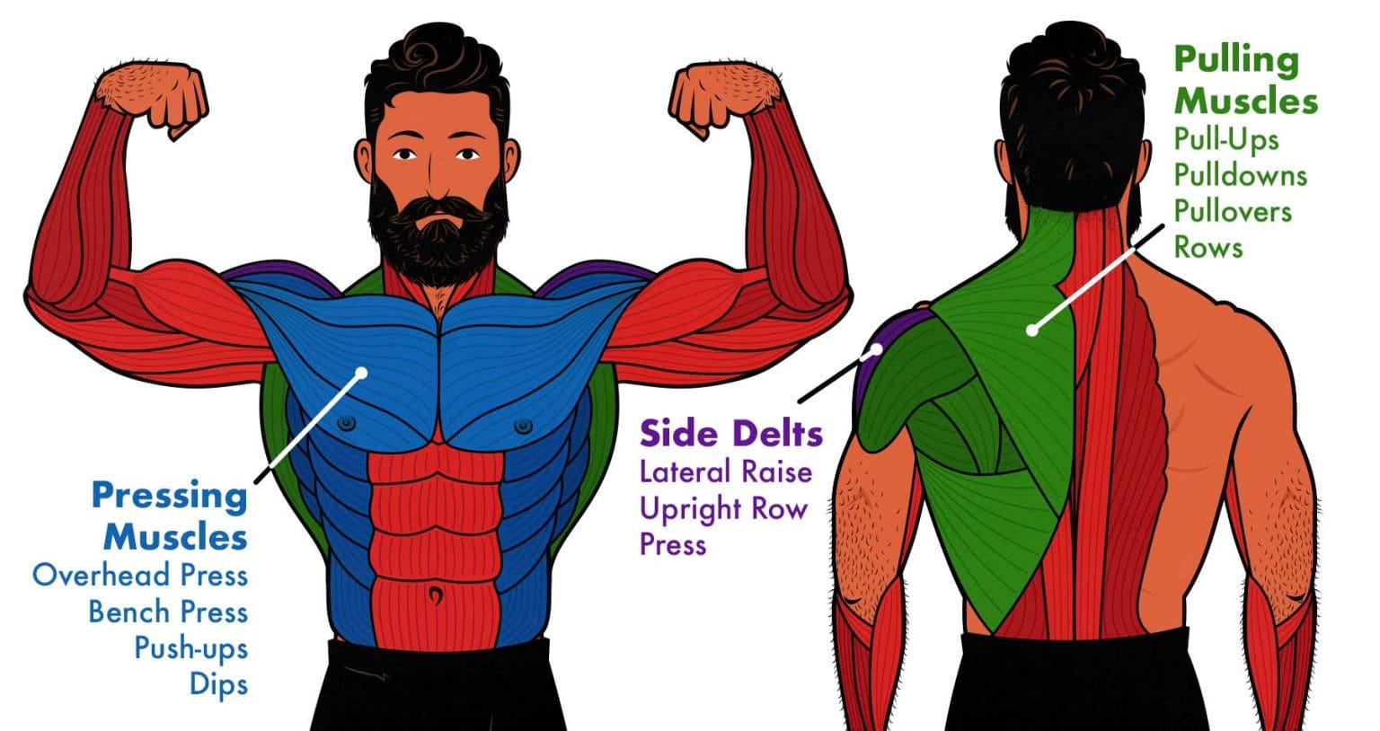 How to Build a V-Taper Physique (Ideal Shoulder-to-Waist Ratio)